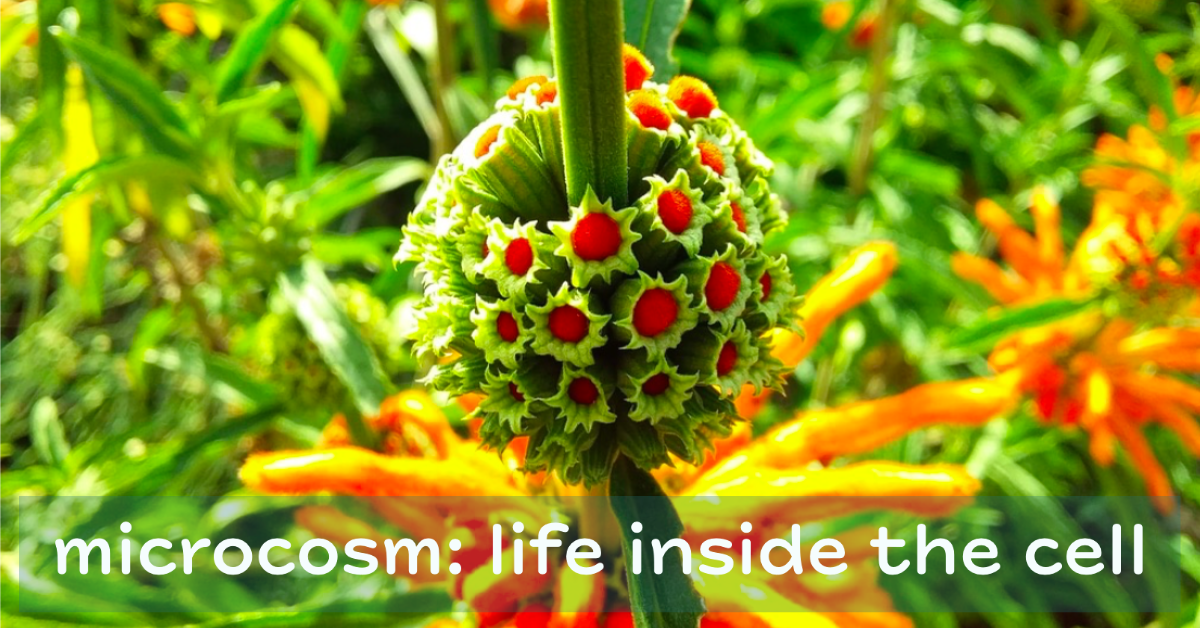 Microcosm: Life inside the cell – kim sargent-wishart
